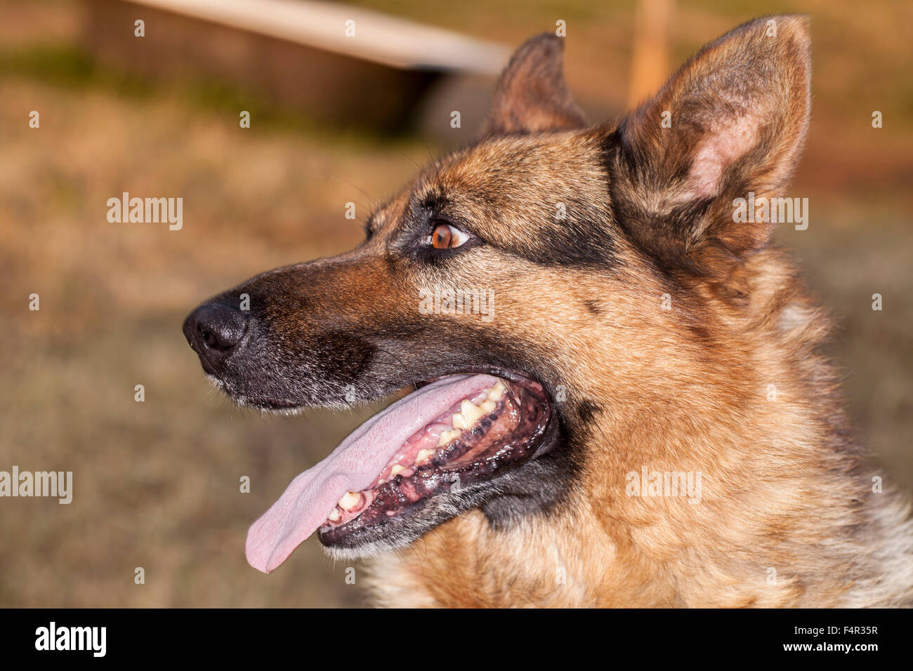 portrait of german shepherd Stock Photo - Alamy