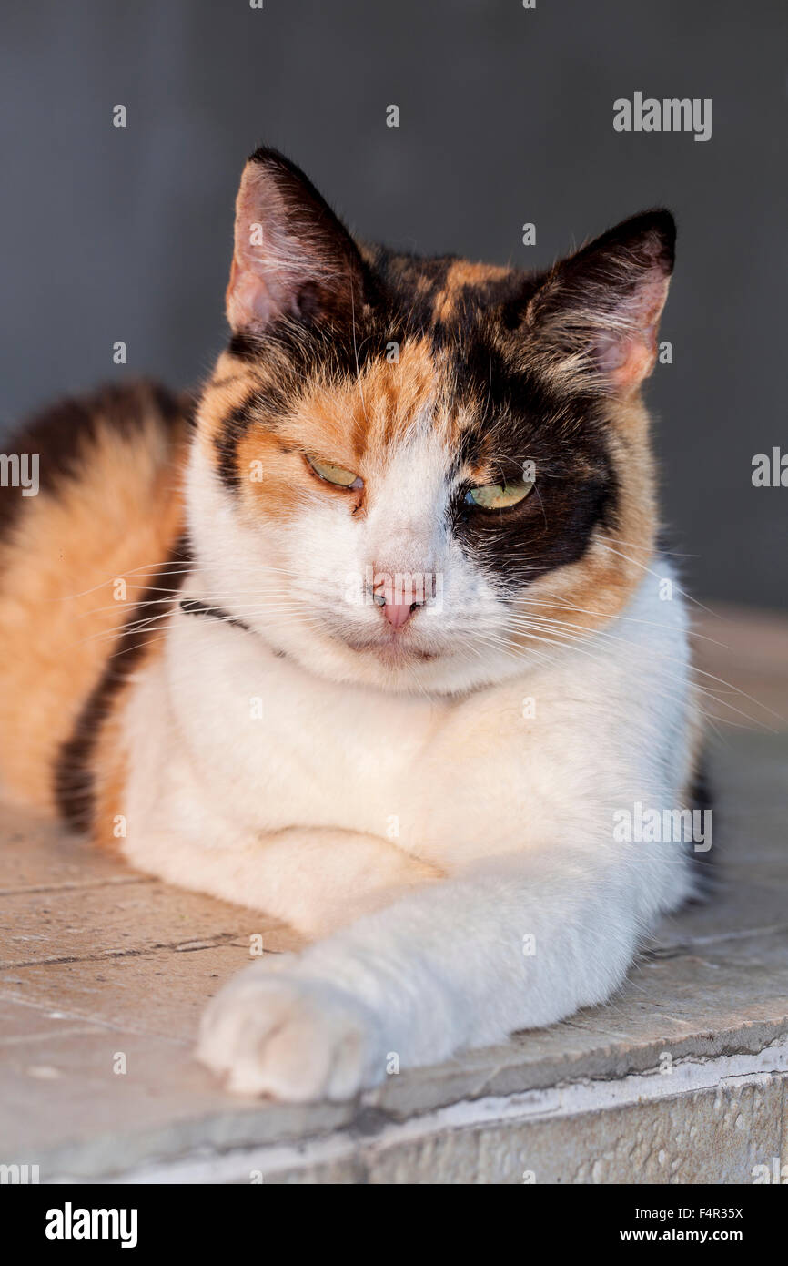 three colored cat Stock Photo - Alamy