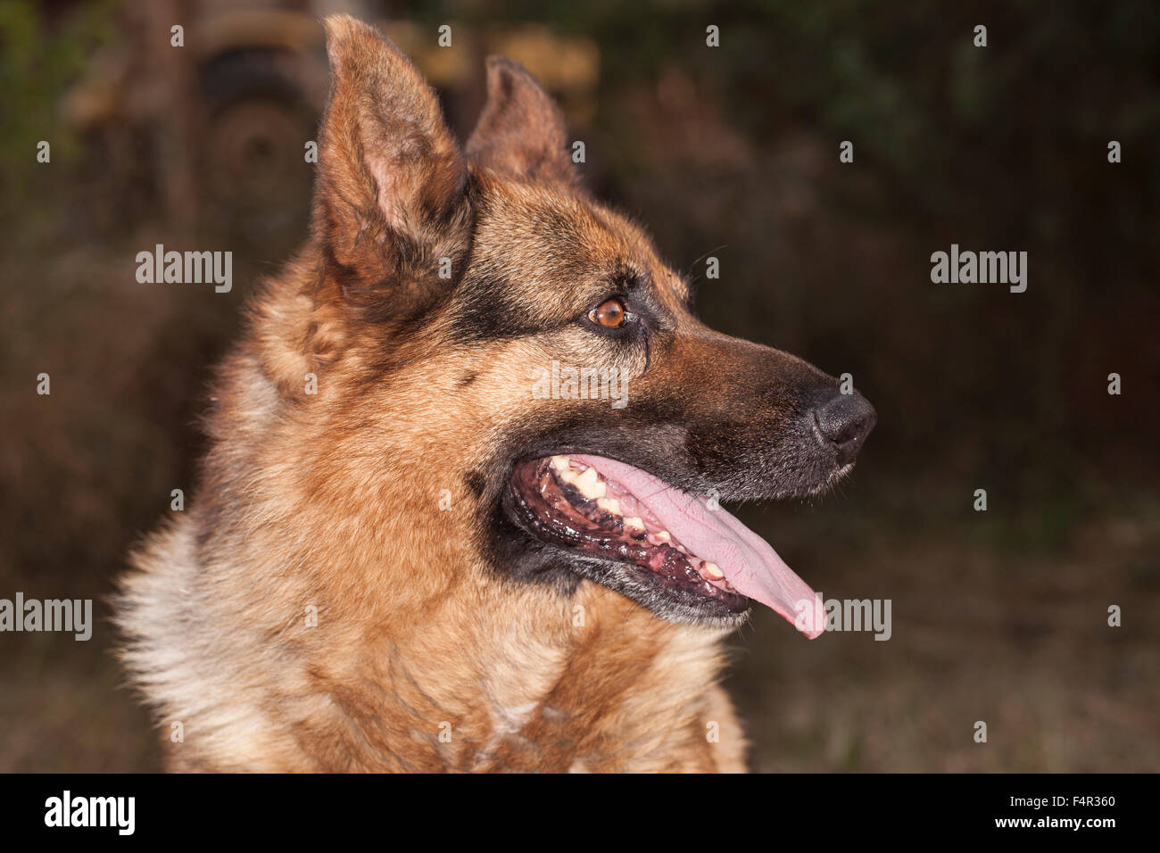 german shepherd dog, portrait Stock Photo - Alamy