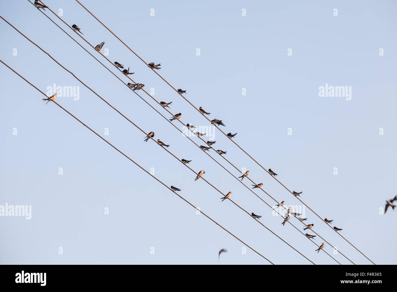 many birds sitting on cable Stock Photo - Alamy