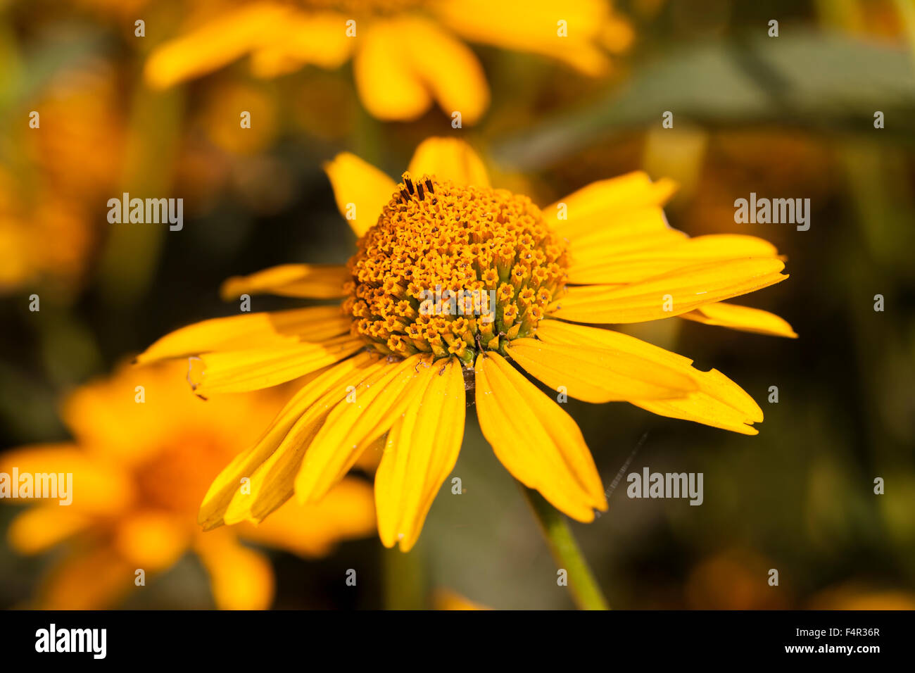 Daizy hi-res stock photography and images - Alamy