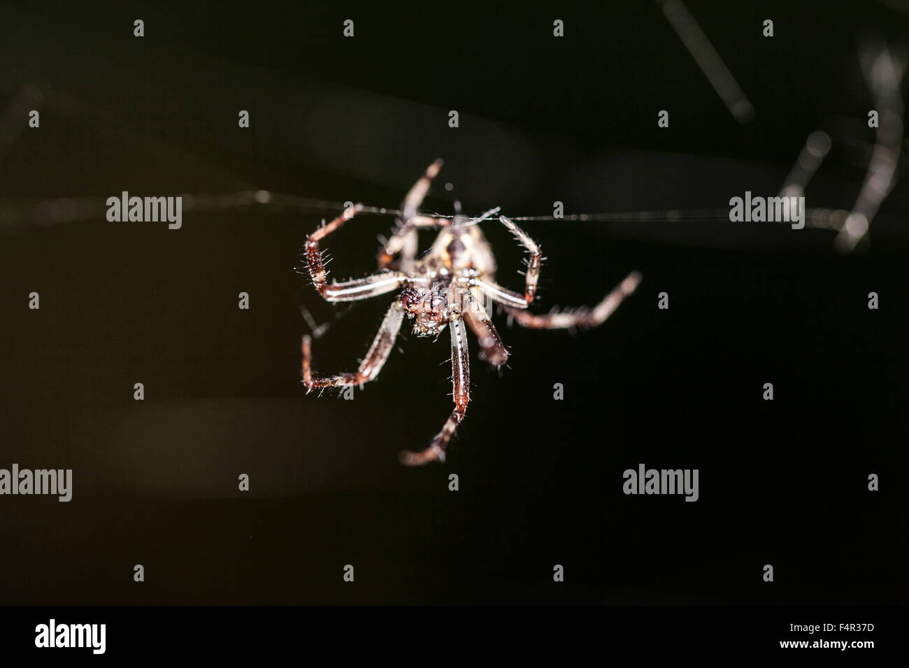 face of spider Stock Photo - Alamy