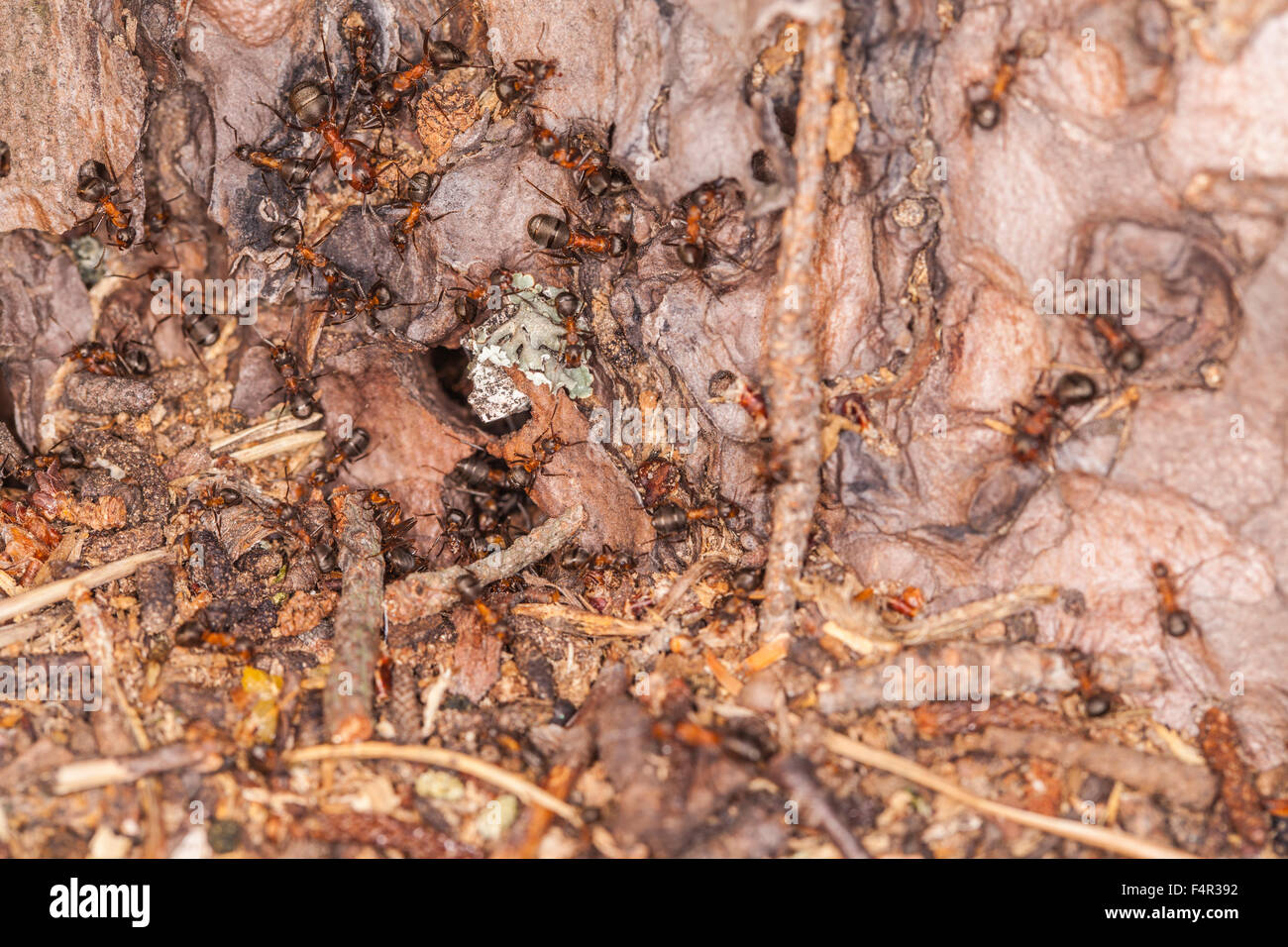 multi of ants Stock Photo - Alamy