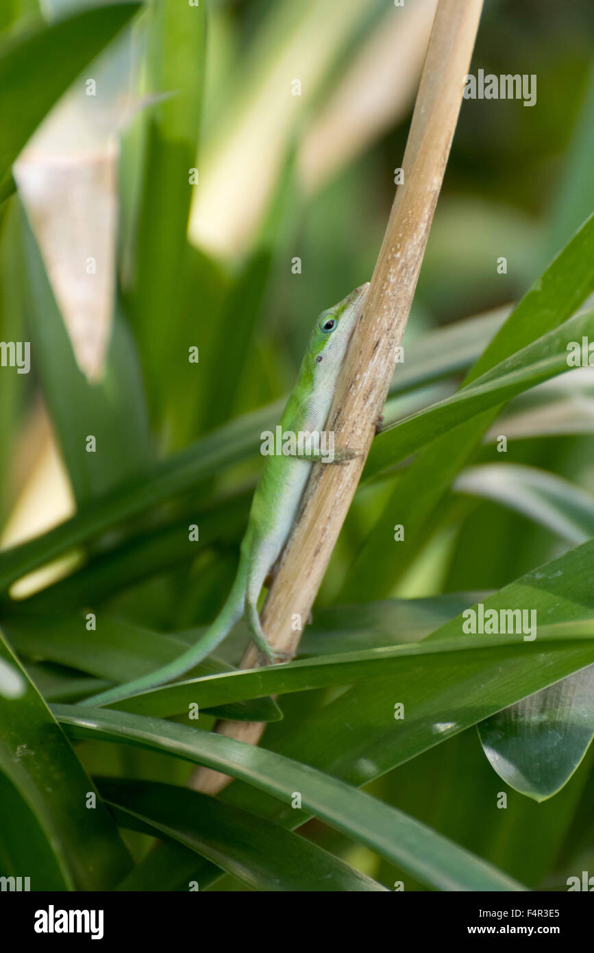 a small green gecko camouflaged in a green plant Stock Photo - Alamy