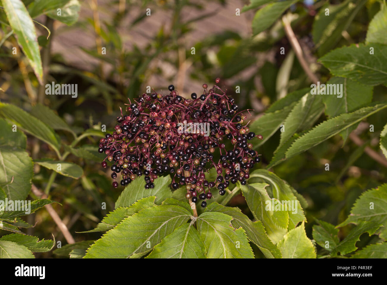 Black rowan berry hi-res stock photography and images - Alamy