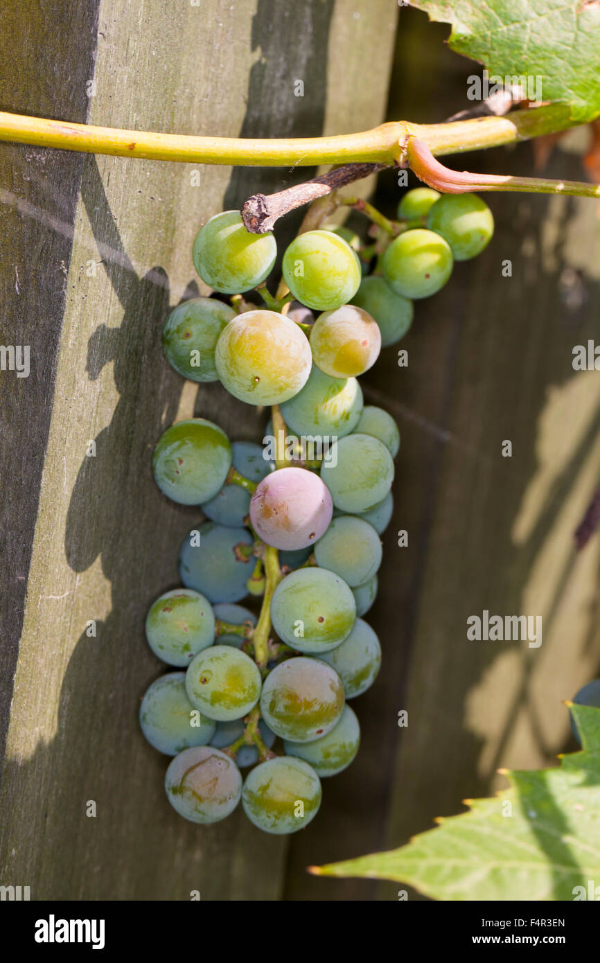 bunch of grapes Stock Photo - Alamy