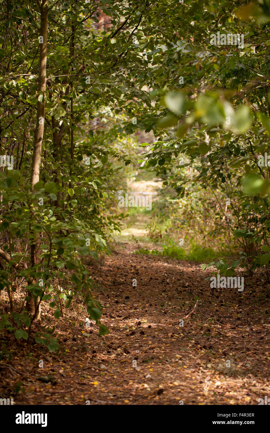 pathway in the forest Stock Photo - Alamy