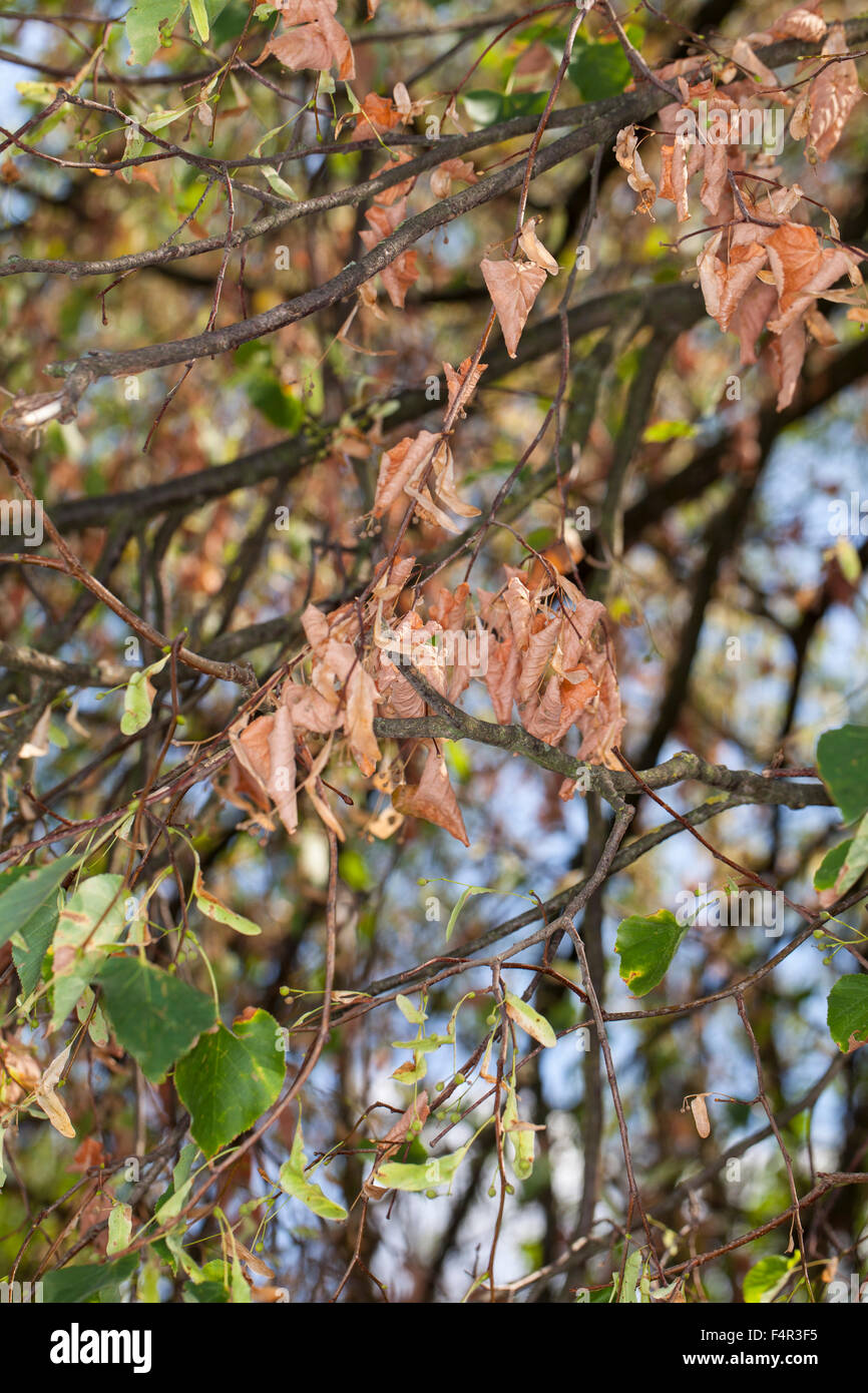 Dry leaves on a tree Stock Photo - Alamy