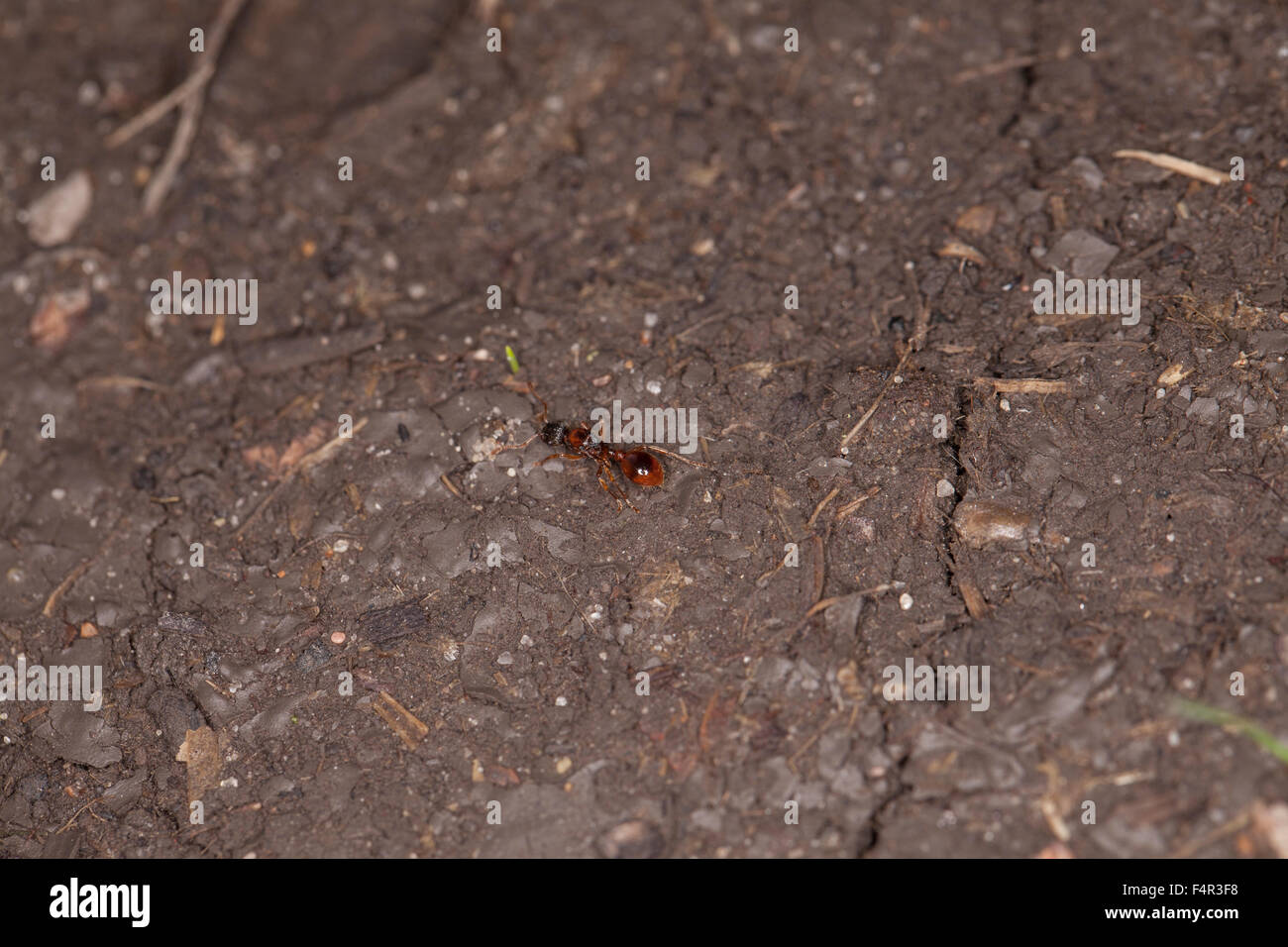 ant goes through the mud Stock Photo - Alamy