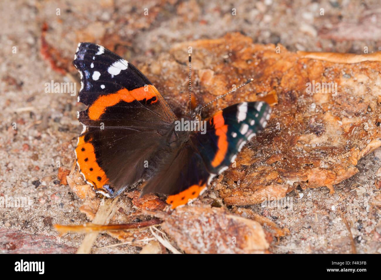 Rotten sunflower hi-res stock photography and images - Alamy
