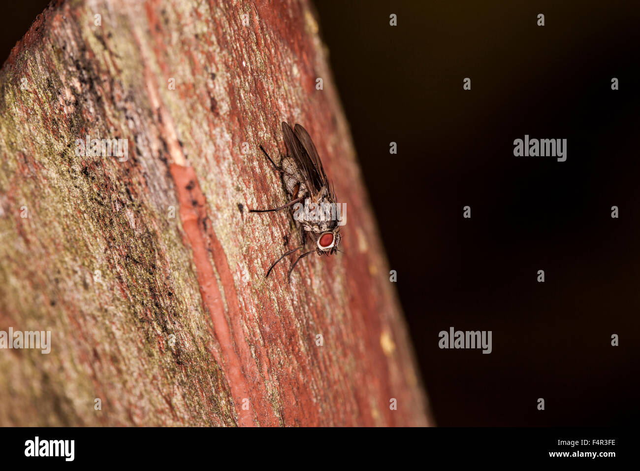 Fly with curled wings hi-res stock photography and images - Alamy