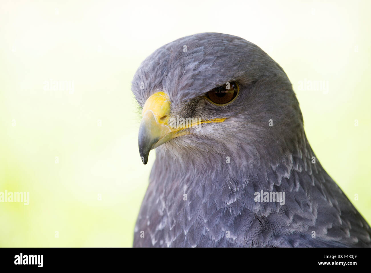 portrait of a great wild falcon Stock Photo - Alamy