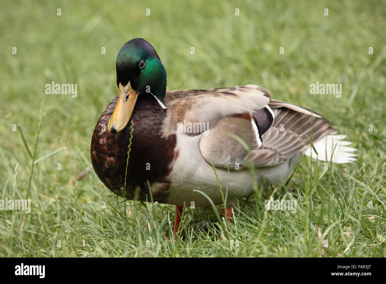 a beautiful male wild duck Stock Photo - Alamy