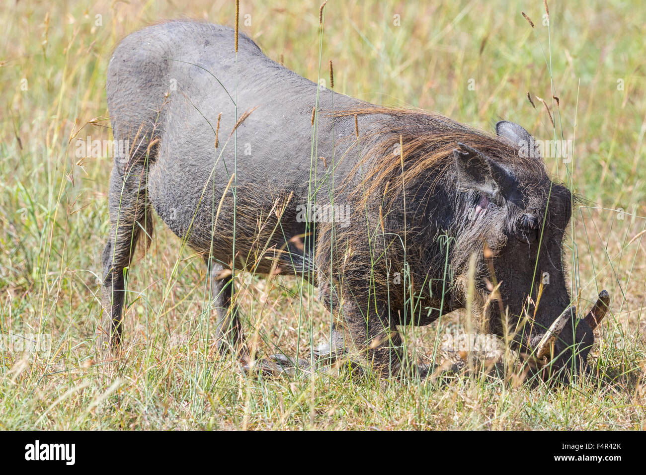 Warthog standing on his knees in the grass and grazing Stock Photo - Alamy