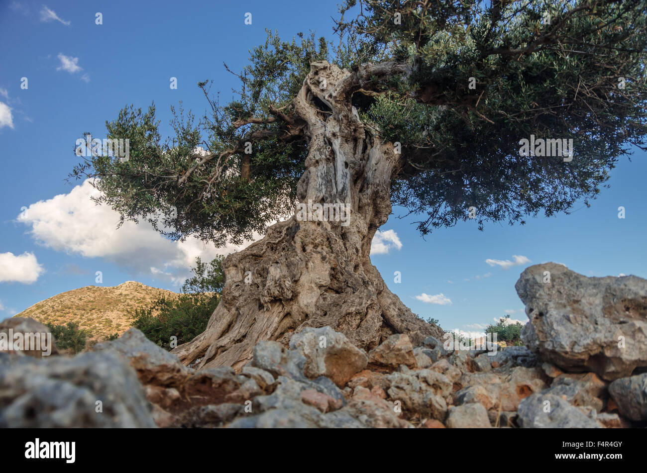 Olive tree crete hi-res stock photography and images - Alamy