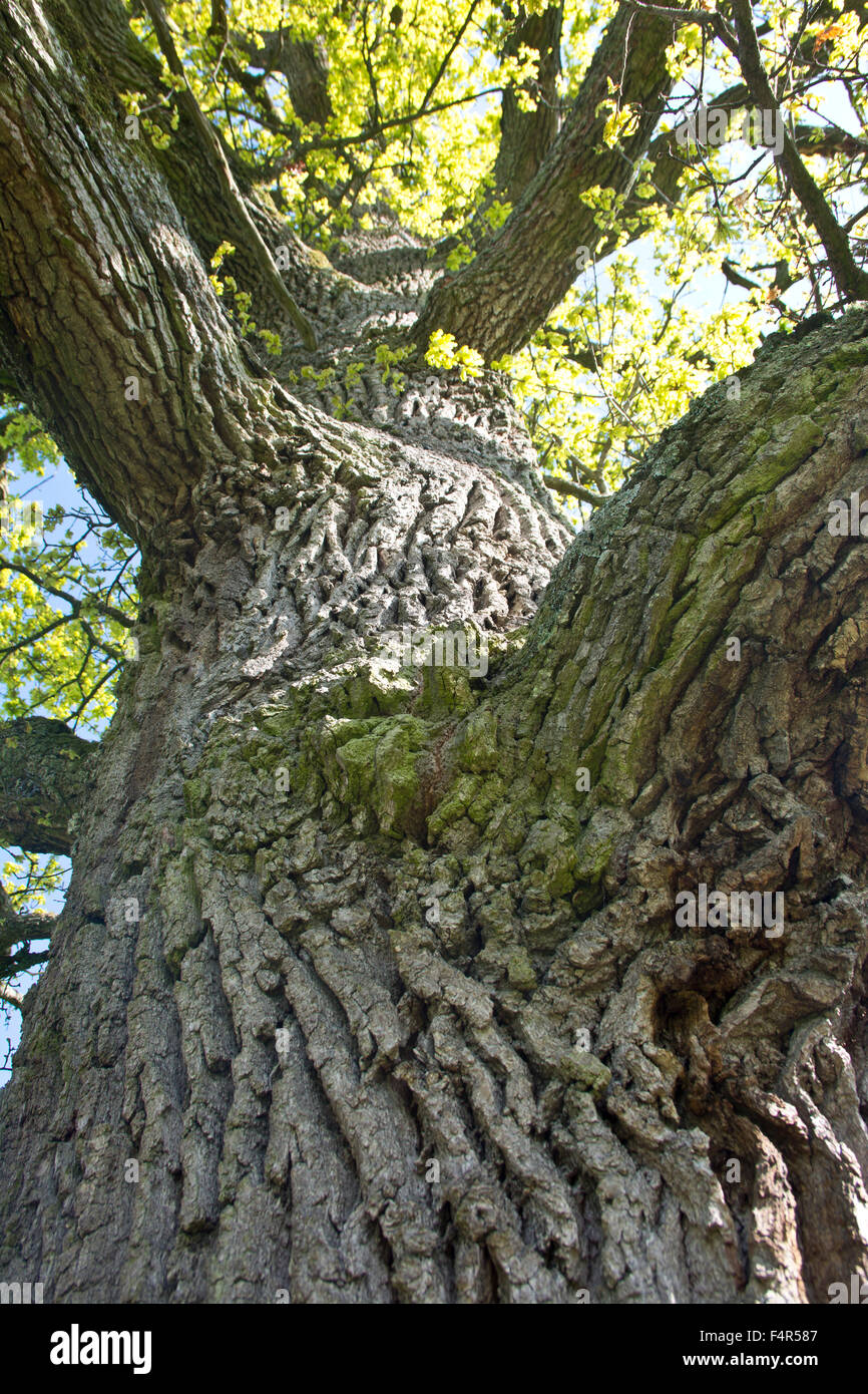Switzerland, Europe, Baselland, oak, tree, trunk, branch, knot, sheets ...