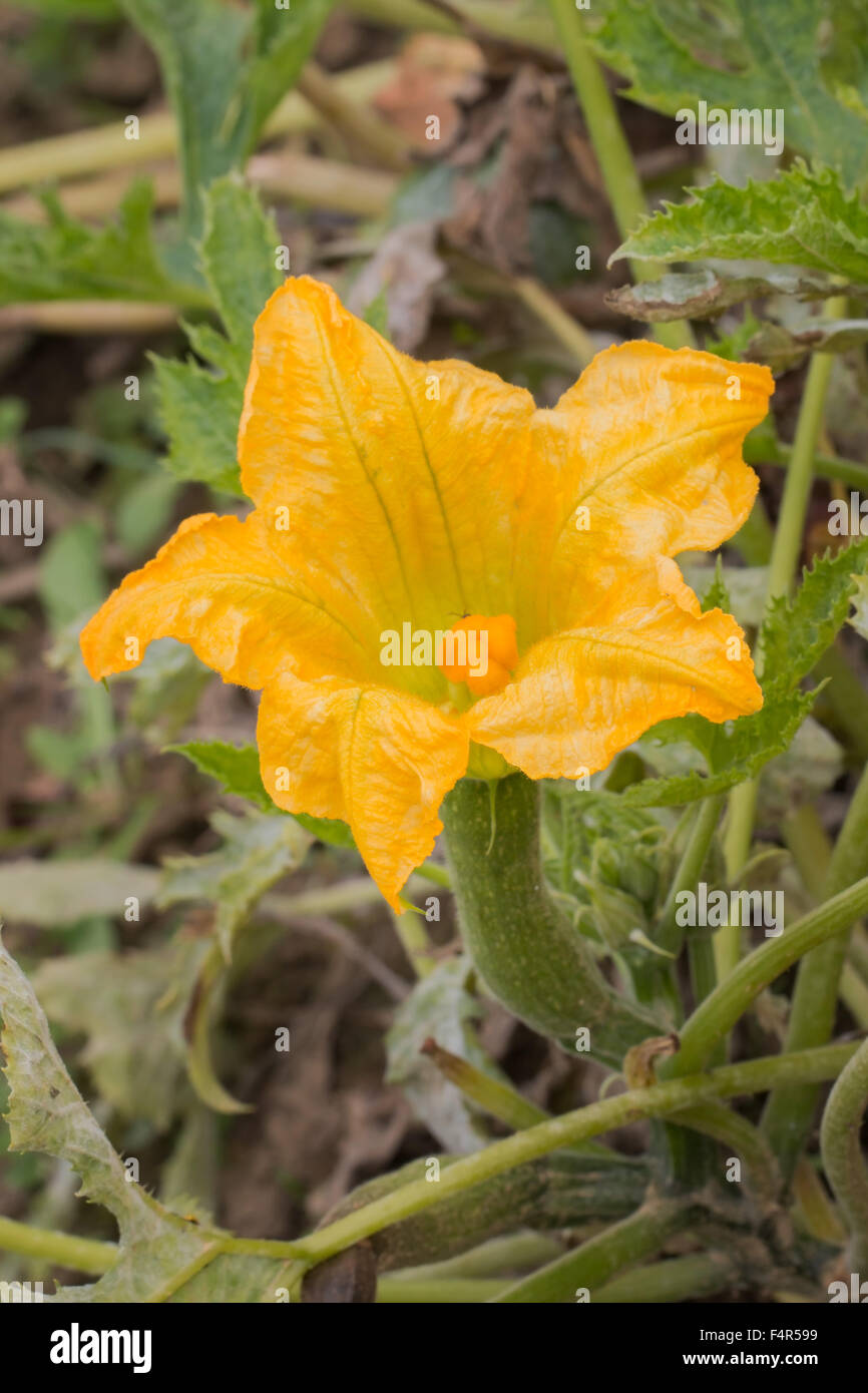 blossom flower of organic marrow.fruit is growing at the base of the ...