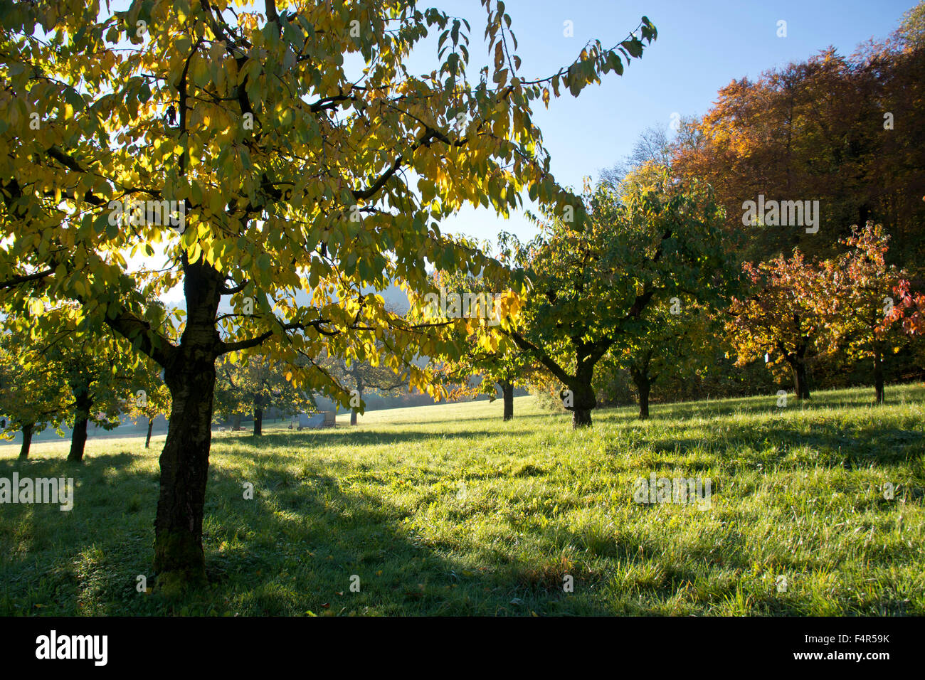 Switzerland, Europe, canton, Solothurn, Hofstetten, fruit-trees, high ...