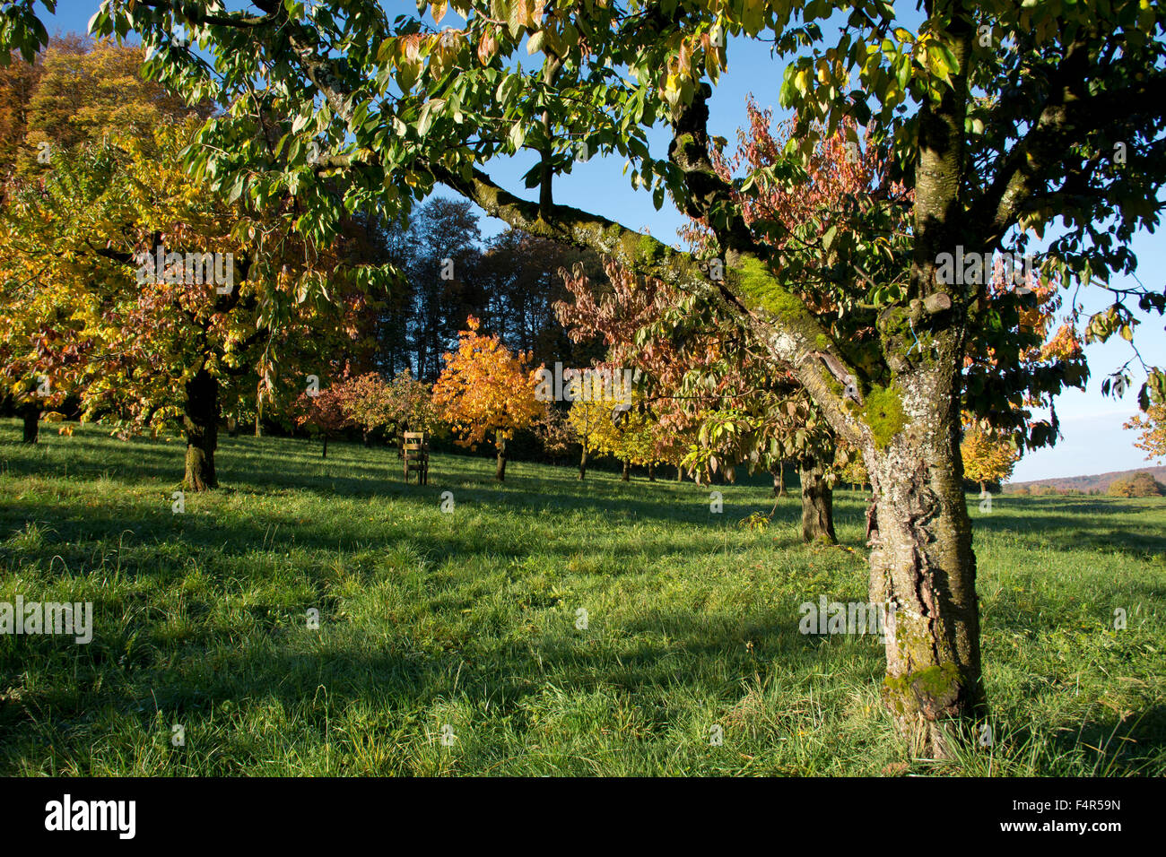 Switzerland, Europe, canton, Solothurn, Hofstetten, fruit-trees, high ...