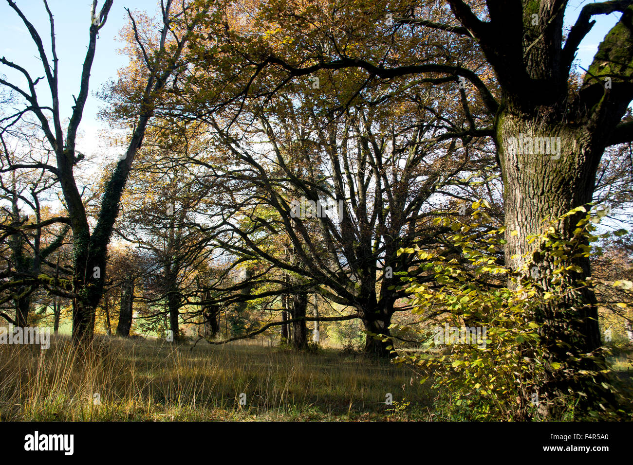 Switzerland, Europe, Baselland, Bubendorf, Wildenstein, oak, tree ...
