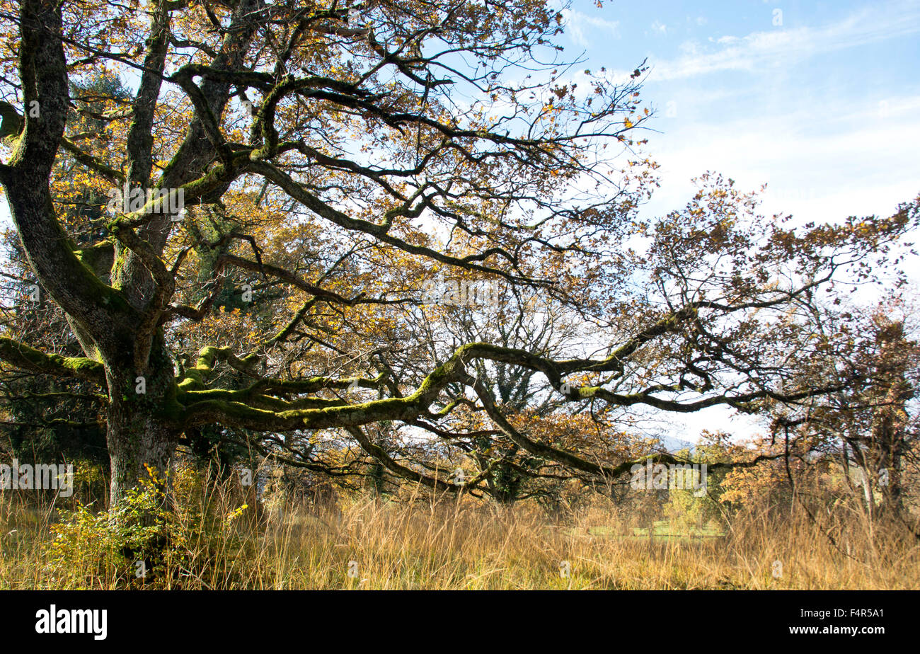Switzerland, Europe, Baselland, Bubendorf, Wildenstein, oak, tree ...