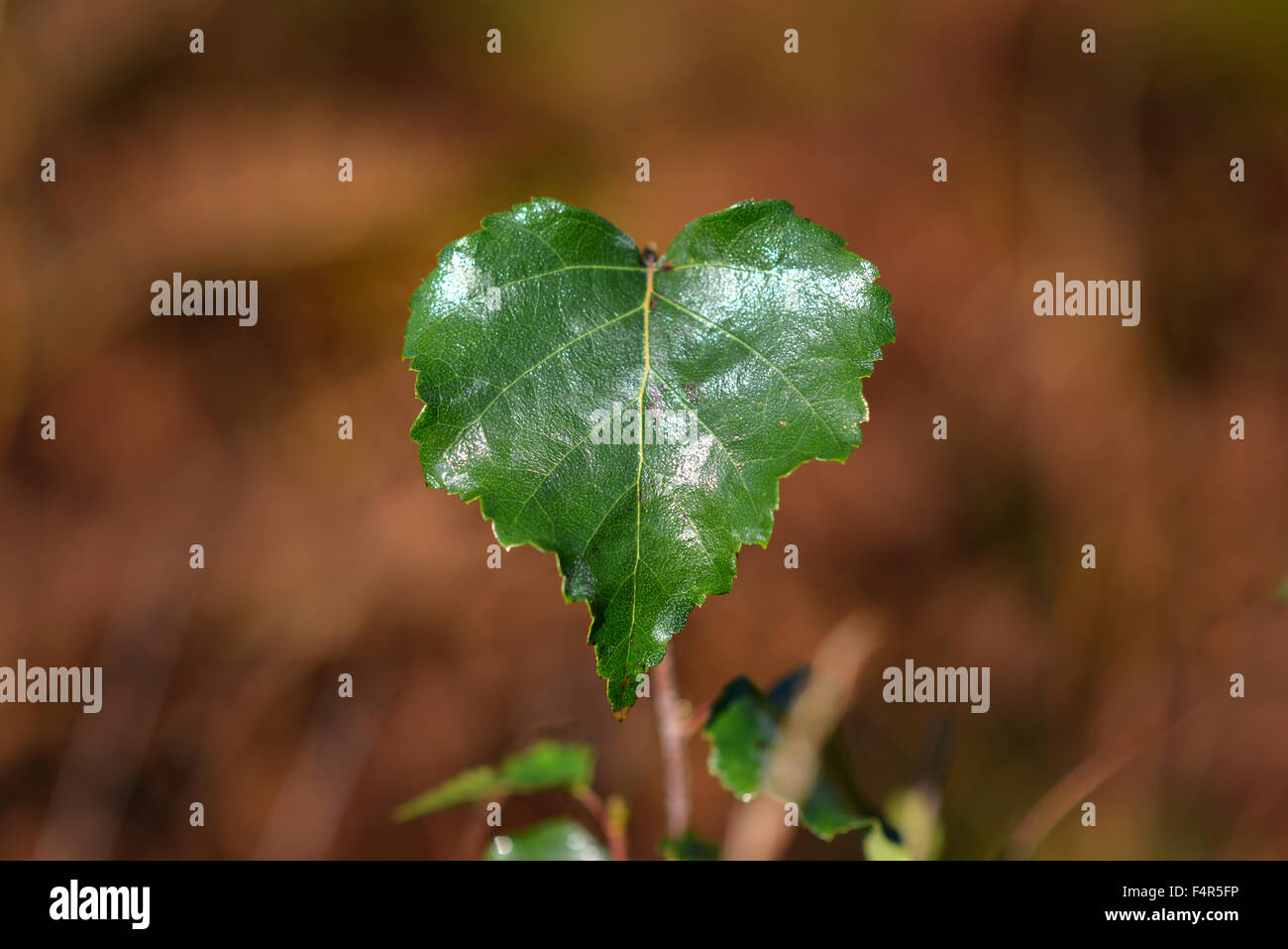 Heart shaped leaf hi-res stock photography and images - Alamy