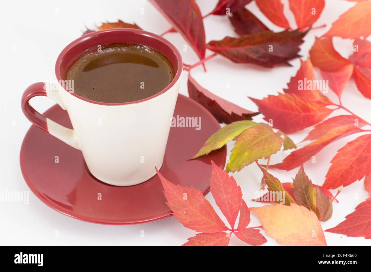 Coffee plant leaves hi-res stock photography and images - Alamy