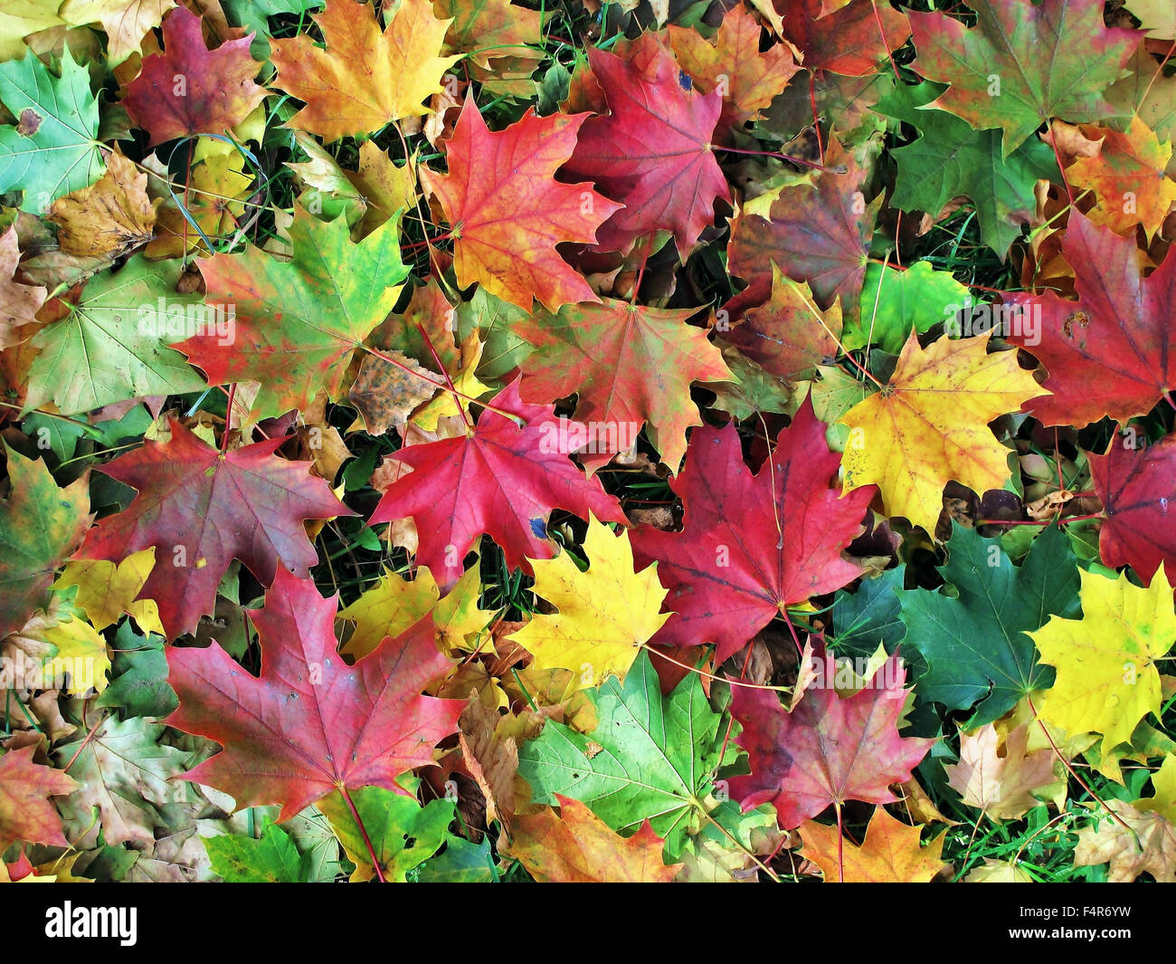 Maple sheets hi-res stock photography and images - Alamy