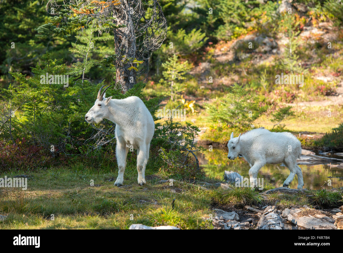 USA, United States, America, West Coast, Pacific Northwest, Washington ...