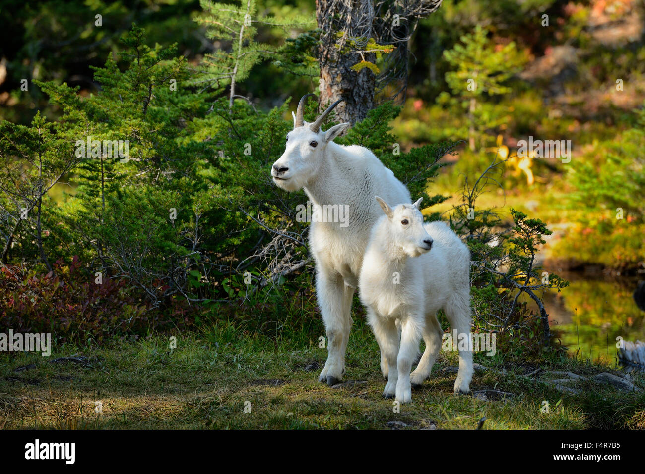 USA, United States, America, West Coast, Pacific Northwest, Washington ...