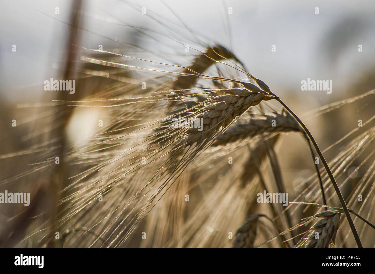 Threshing wheat fields hi-res stock photography and images - Alamy