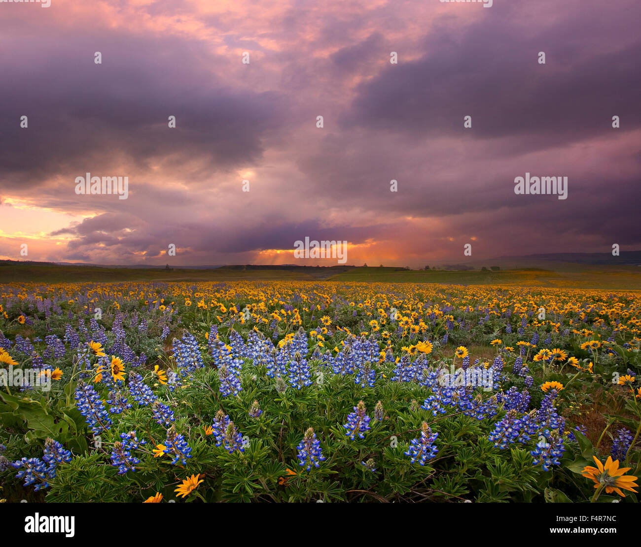 The Dalles, Southern Washington, Washington, wildflowers, flowers ...