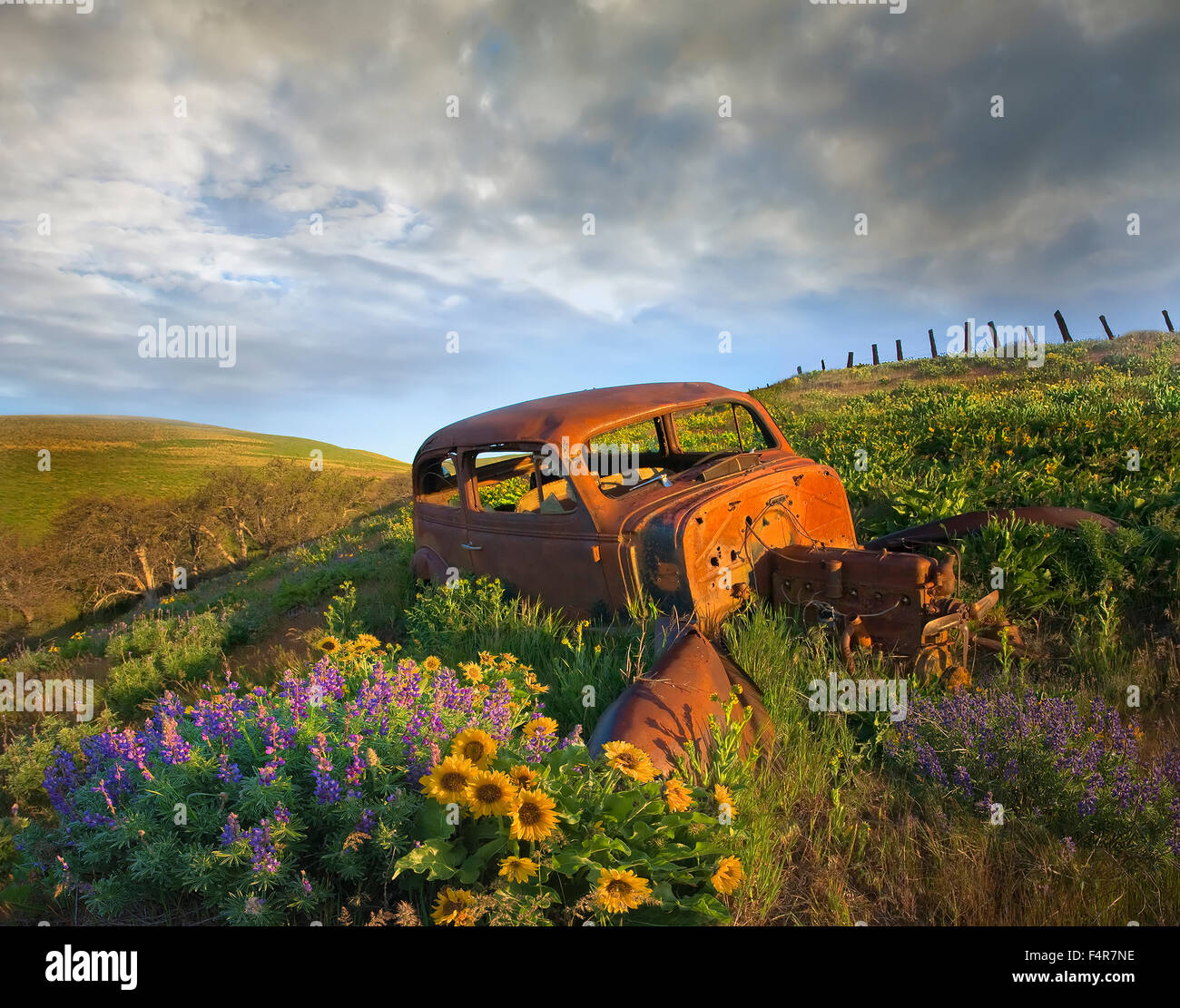 The Dalles, Southern Washington, Washington, wildflowers, flowers ...