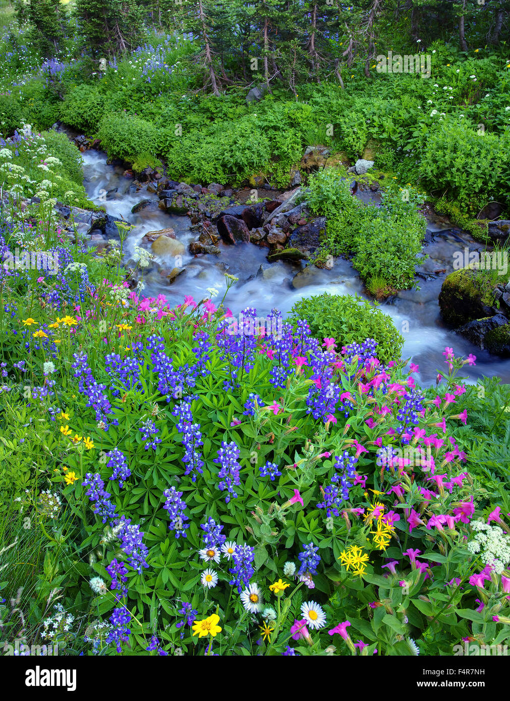 Northwest wildflowers hi-res stock photography and images - Alamy