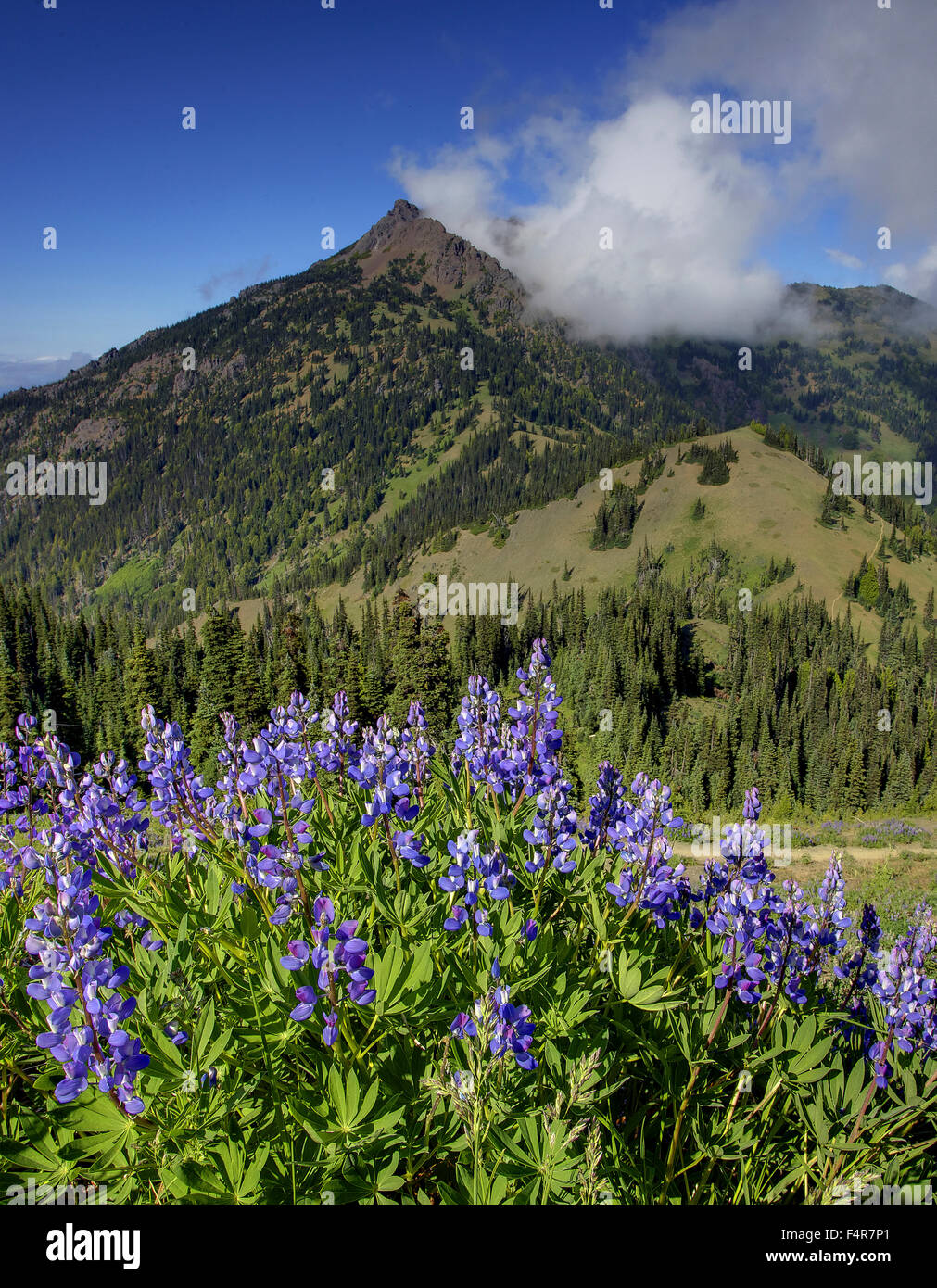 Hurricane Ridge, Olympic, National Park, wildflowers, flowers, Port ...