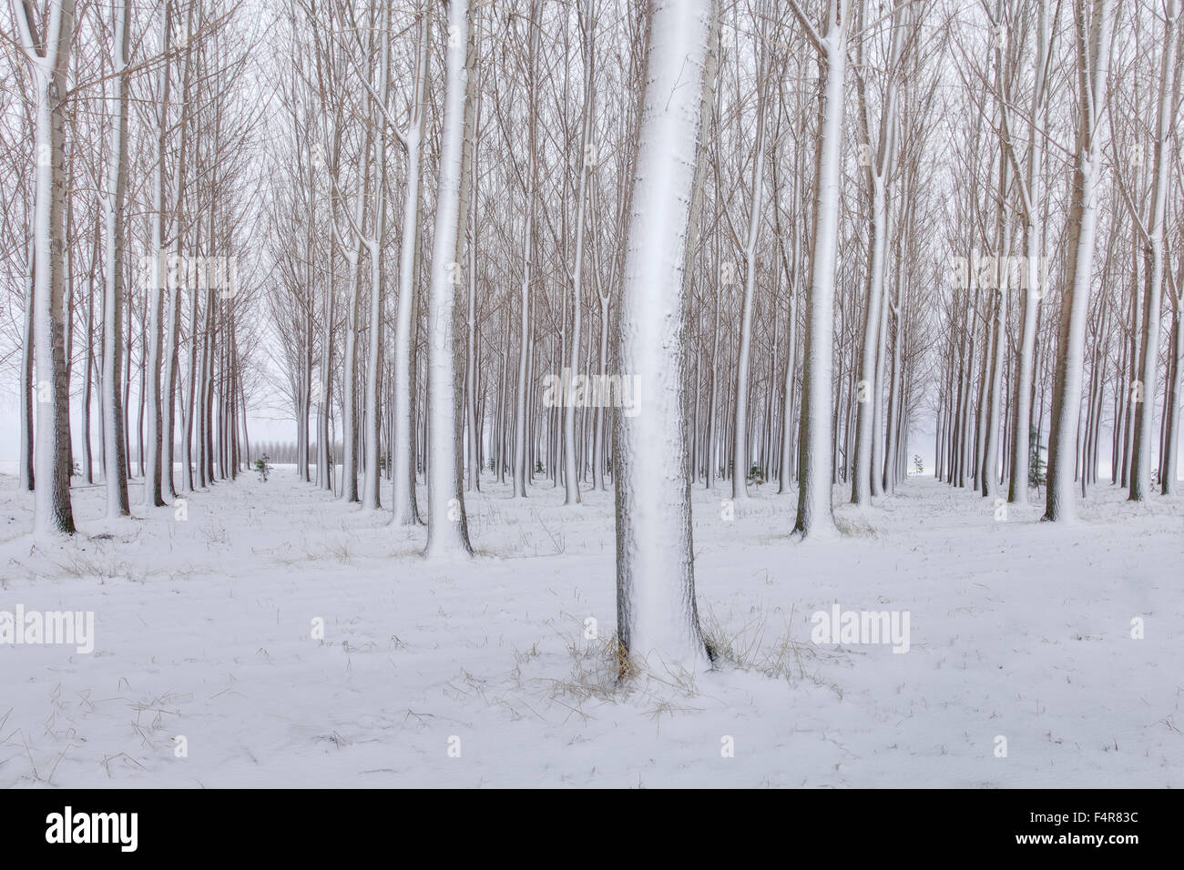 USA, United States, America, Pacific Northwest, Washington, Palouse ...