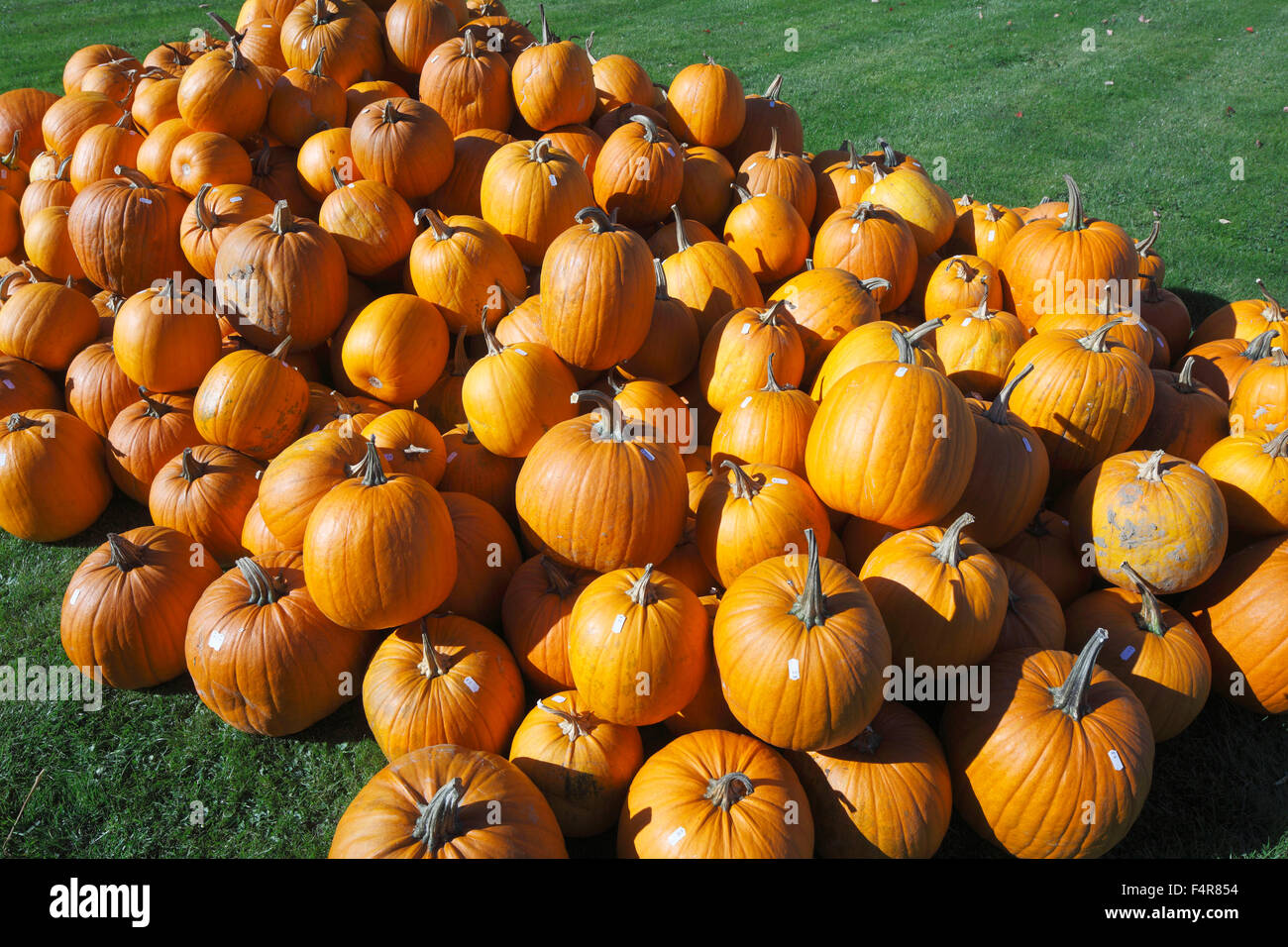 Botany cucurbita hi-res stock photography and images - Alamy