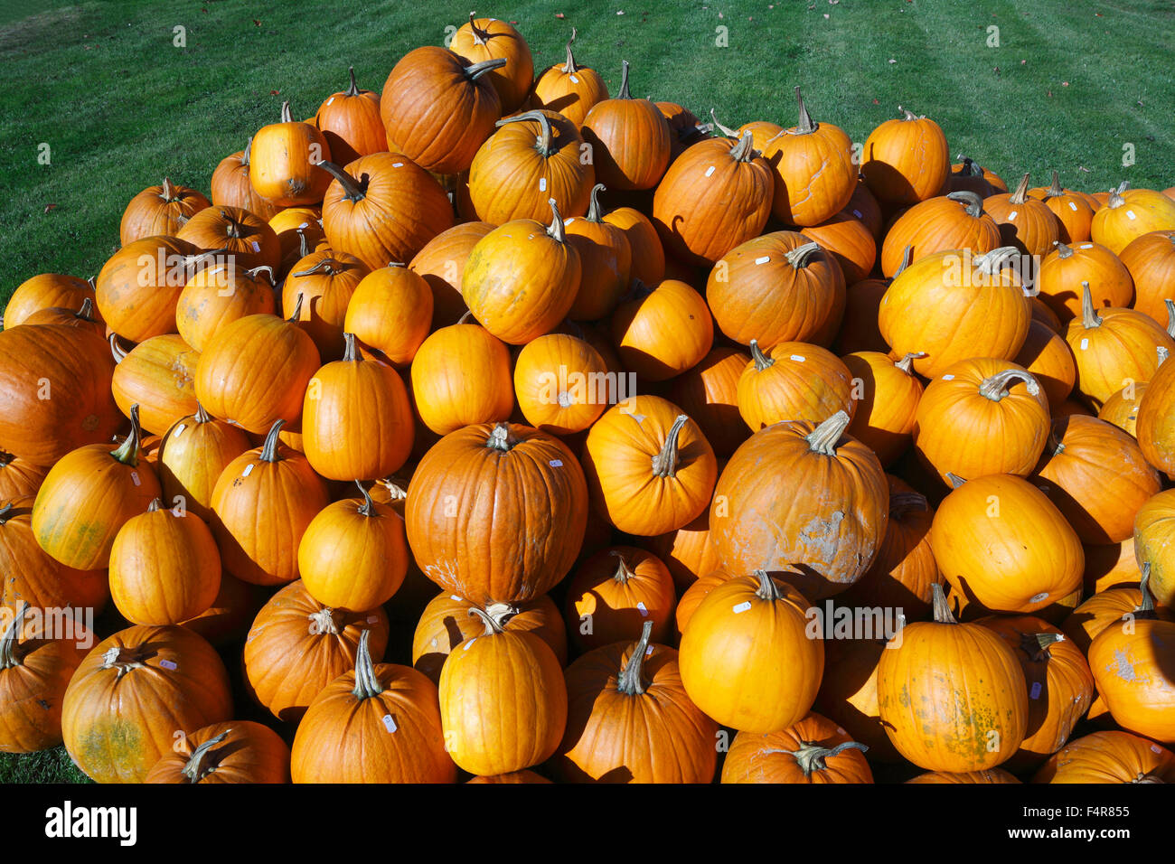 Botany cucurbita hi-res stock photography and images - Alamy