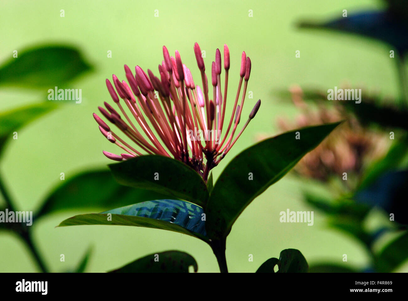 Ixora coral at early stage against green blurred background Stock Photo ...