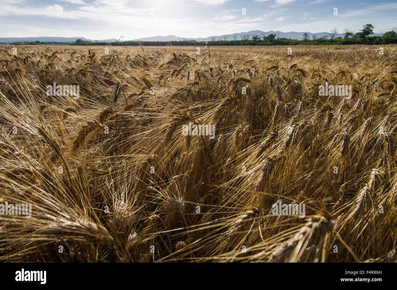 Wheat Threshing Stock Photos & Wheat Threshing Stock Images - Alamy