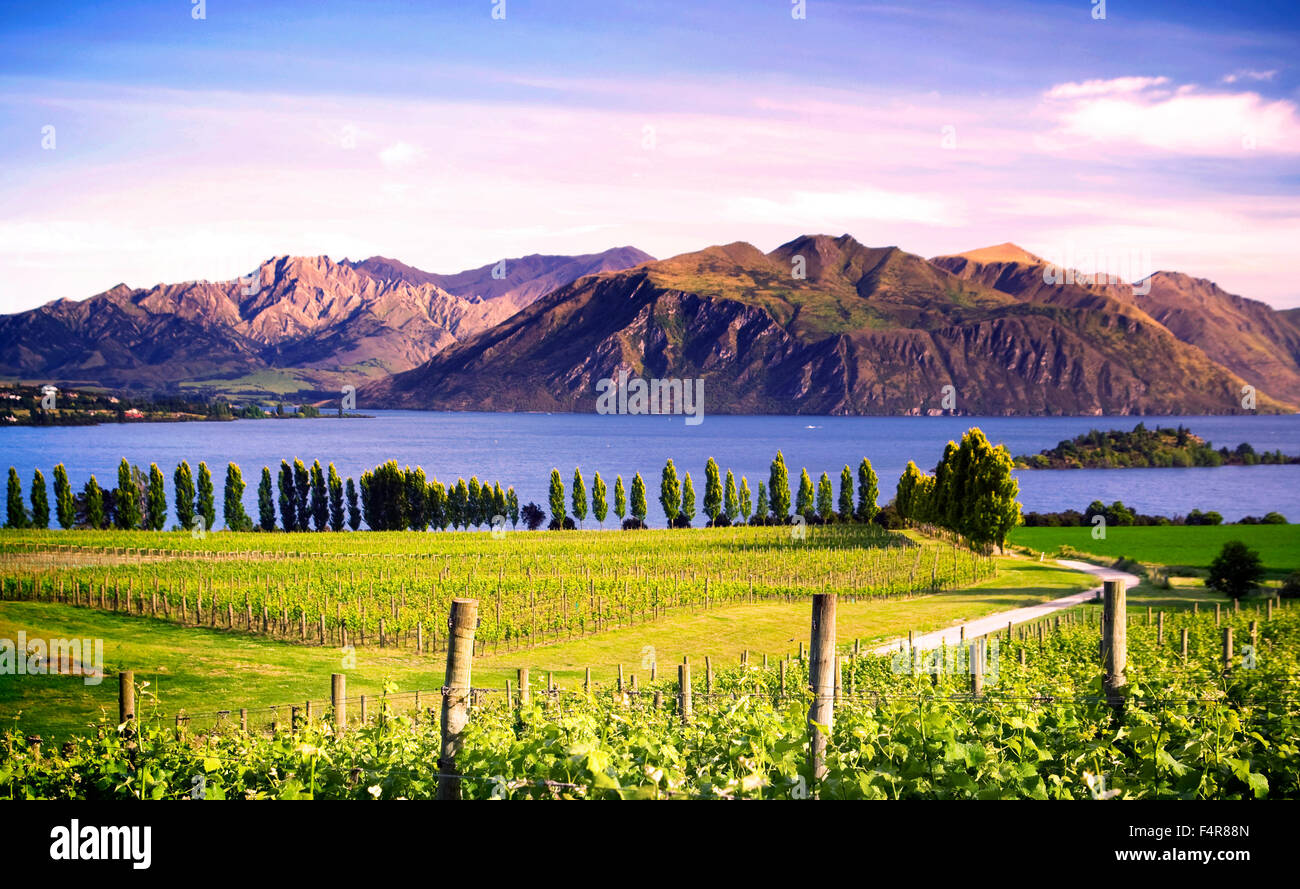 Beautiful Countryside New Zealand Farm Agriculture Concept Stock Photo ...