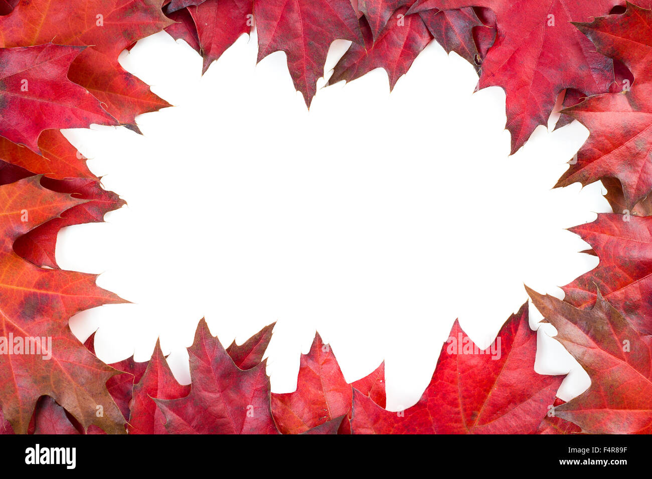 Deep red leaves of red oak formed in autumn frame Stock Photo - Alamy