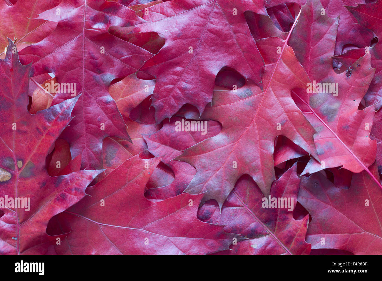 Deep red leaves of red oak formed background Stock Photo - Alamy