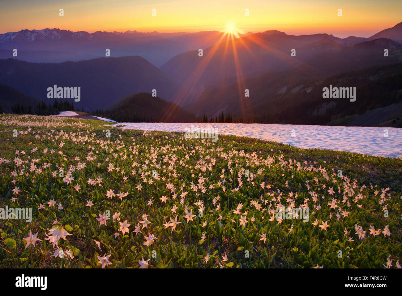 Hurricane Ridge, Olympic, National Park, wildflowers, flowers, Port ...