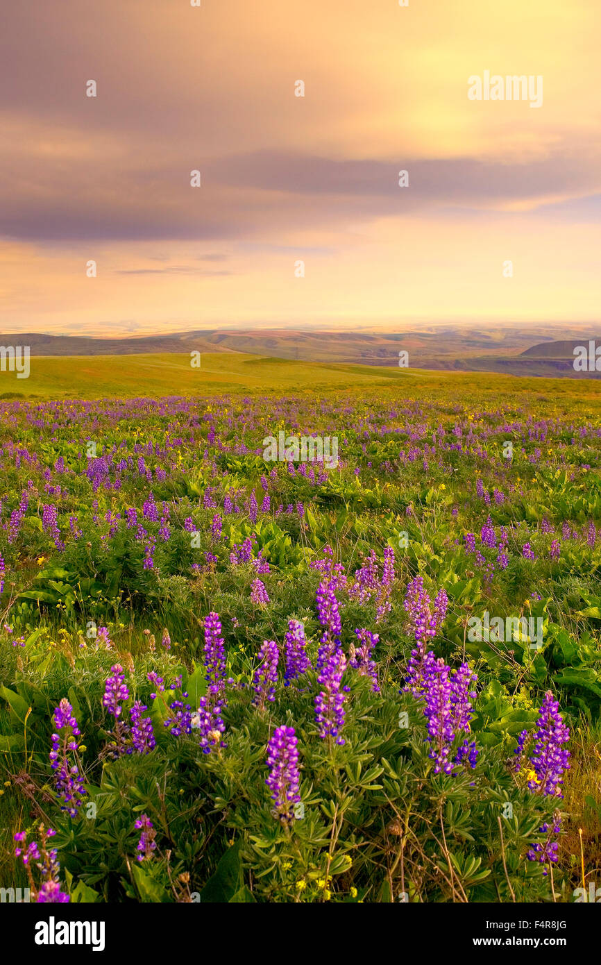 The Dalles, Southern Washington, Washington, wildflowers, flowers ...