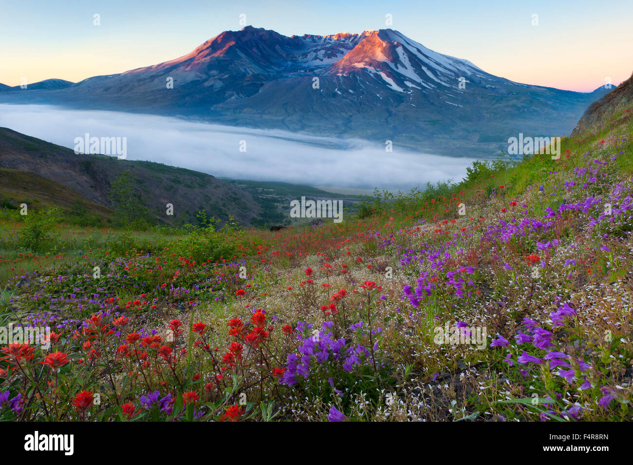 Northwest wildflowers hi-res stock photography and images - Alamy