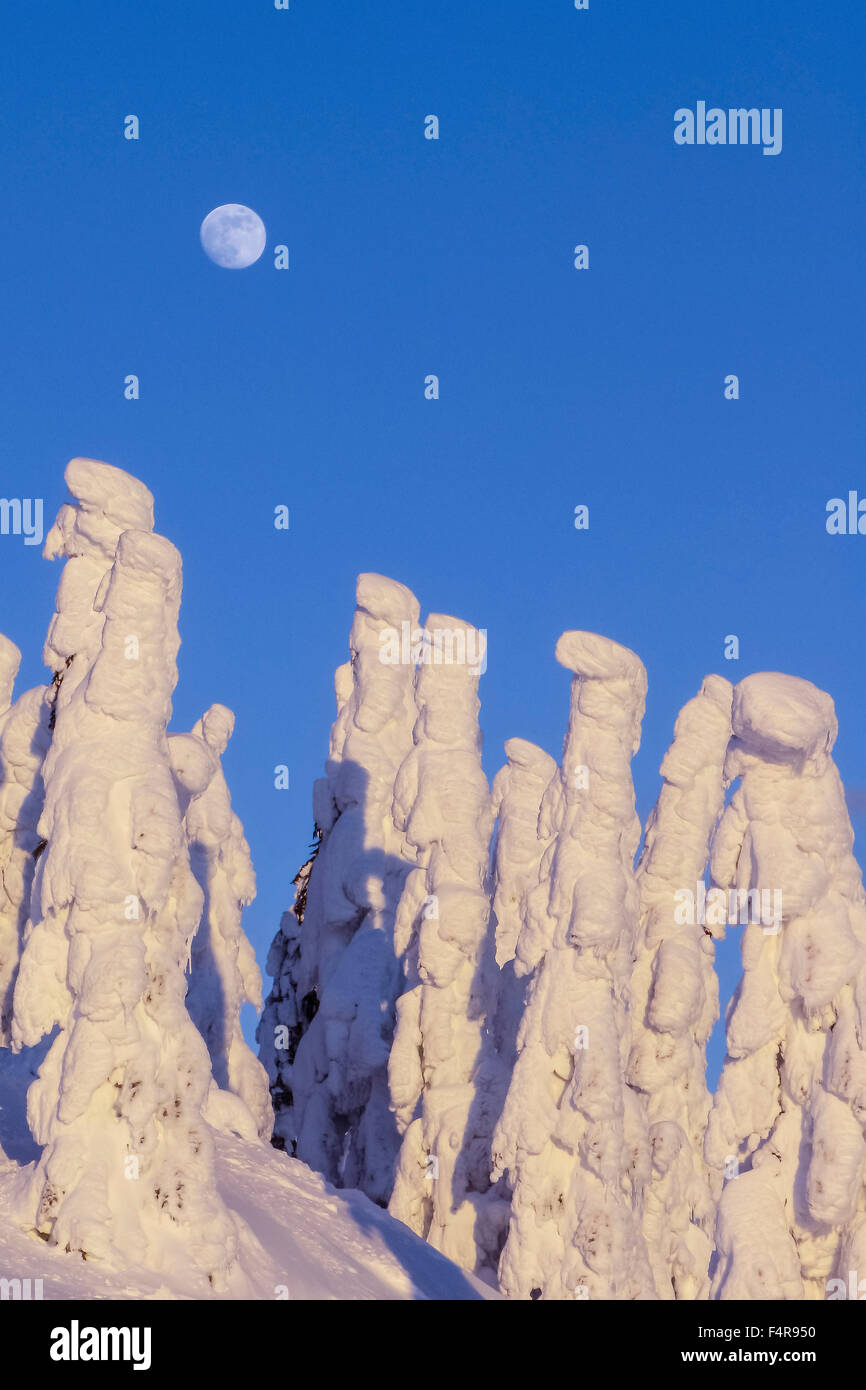 Winter, Canada, snow, trees, moon, winter Stock Photo - Alamy