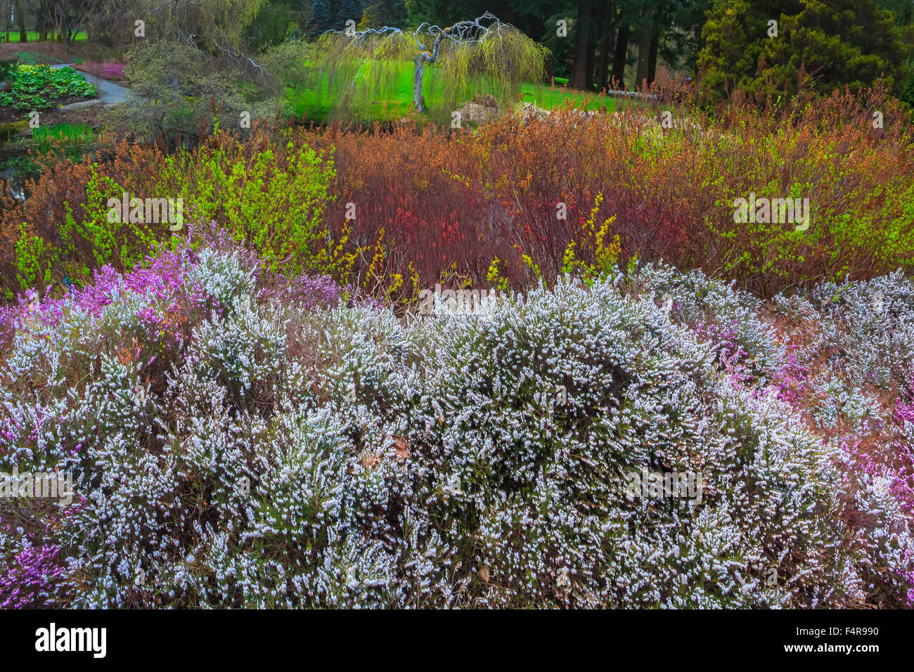 Canada, Alberta, Banff, National Park, blossoms, blooms, bushes ...