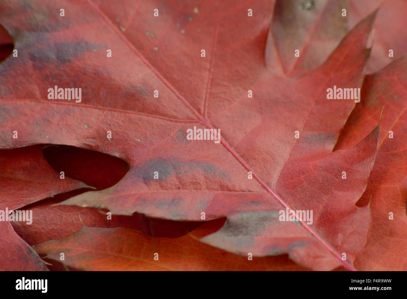 Deep red leaves of red oak formed background Stock Photo - Alamy