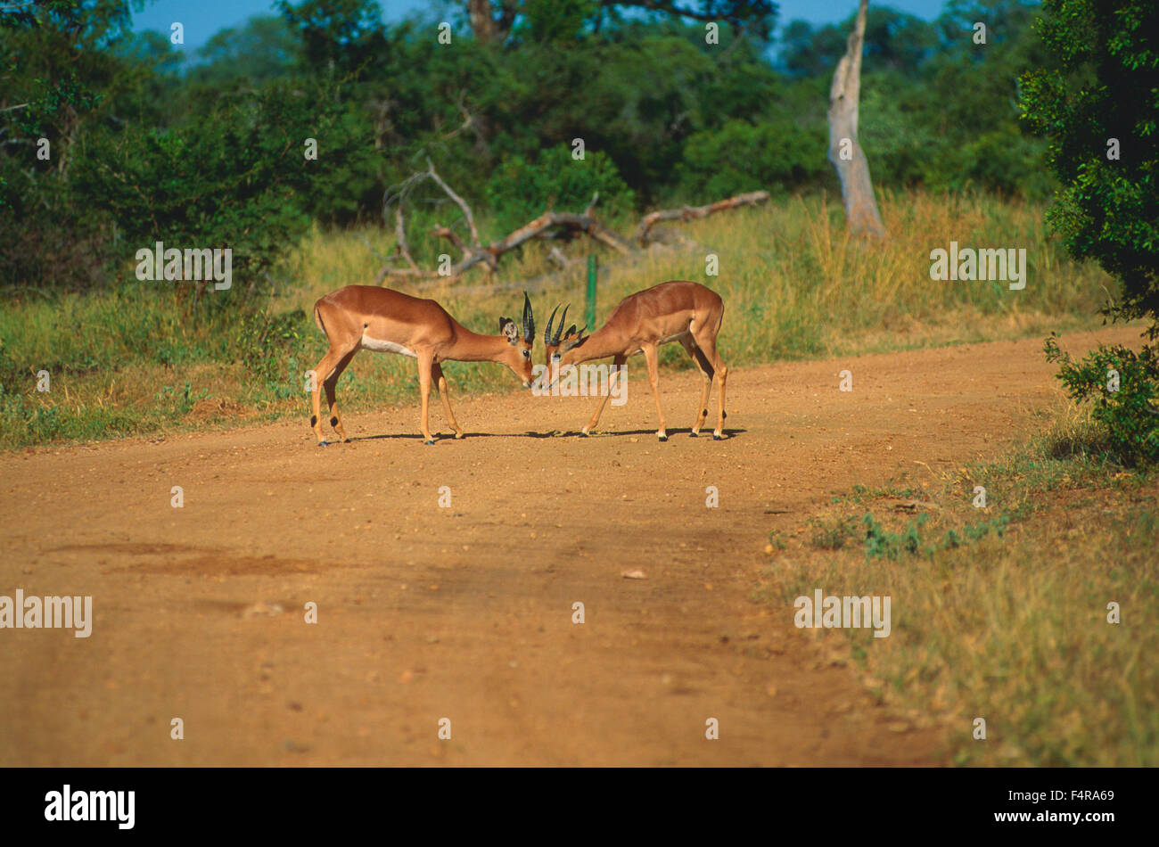 Ram fighting hi-res stock photography and images - Alamy
